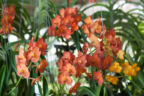 Descubra os Encantos dos Diversos Tipos de Orquídeas - Blog da Flor