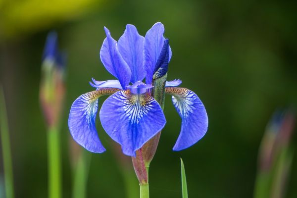 Flor Íris: Um Guia Completo - Blog da Flor